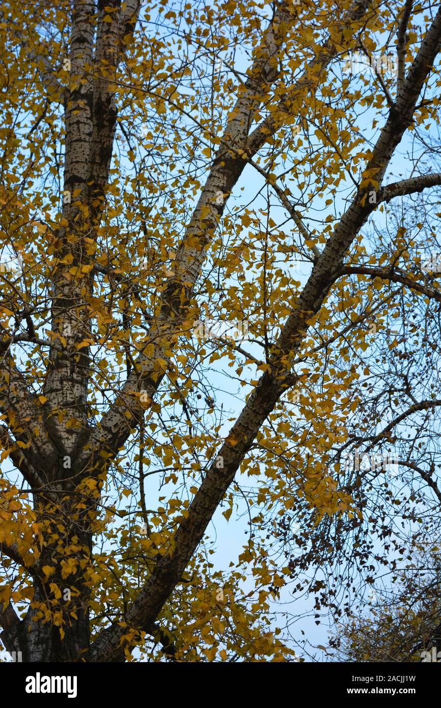 Autumn yellow poplar leaves hanging on the branches of a large tree ...