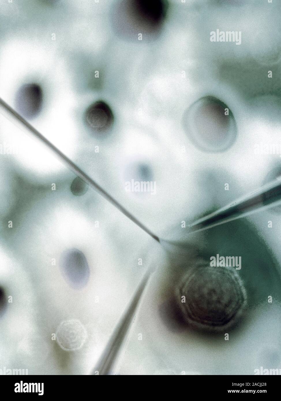 Cell manipulation. Cells being manipulated with laboratory instruments ...