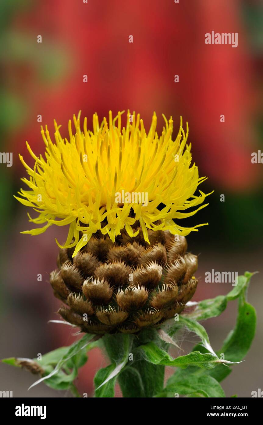 Yellow Knapweed (Centaurea macrocephala) flowering in Summer ...