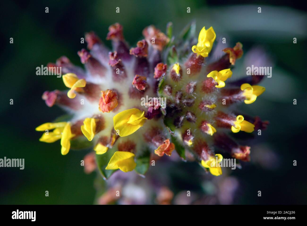 Kidney Vetch (Anthyllis vulneraria), also known as Lady's Fingers ...