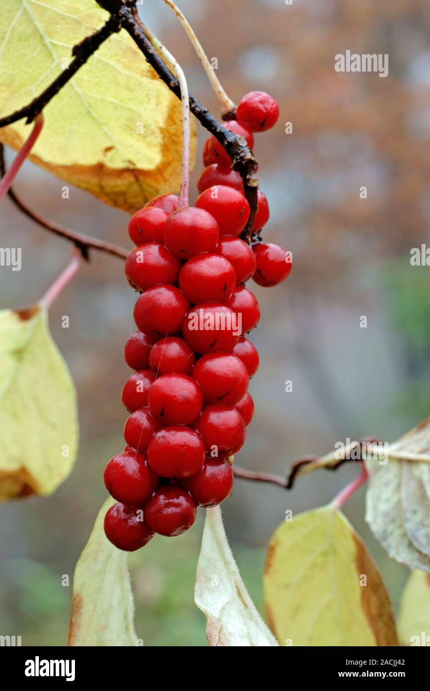 Chinese schisandra (Schisandra chinensis) fruits Stock Photo - Alamy