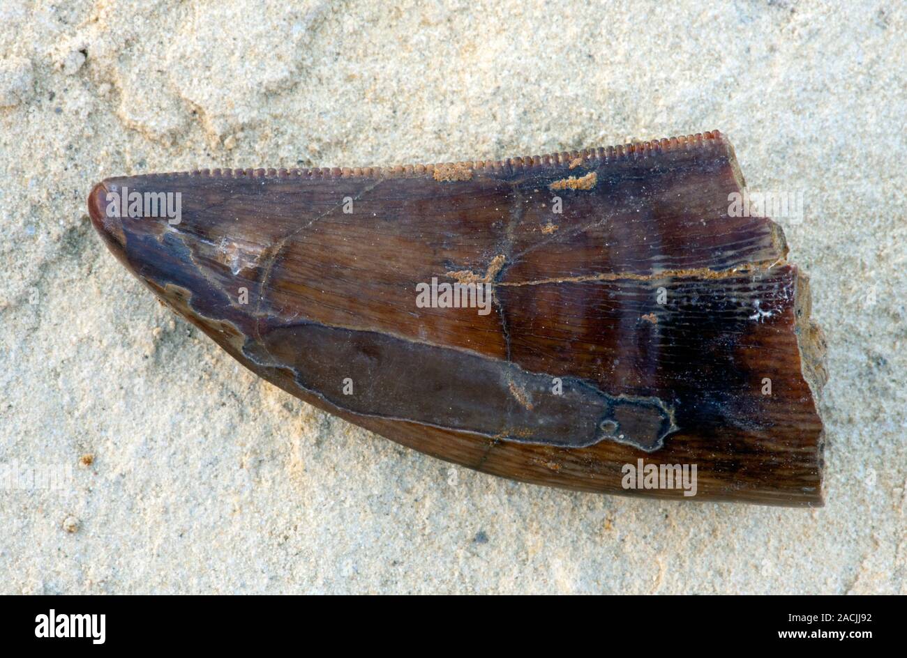 Fossilised dinosaur tooth. Fossilised tooth from a carnivorous theropod ...