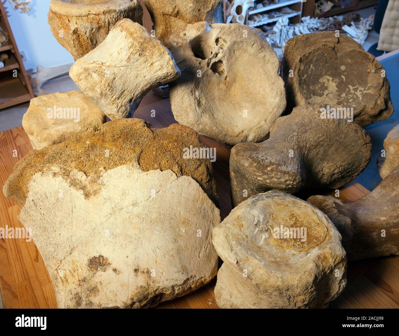Fossilised dinosaur vertebrae. Fossilised vertebrae from sauropod ...
