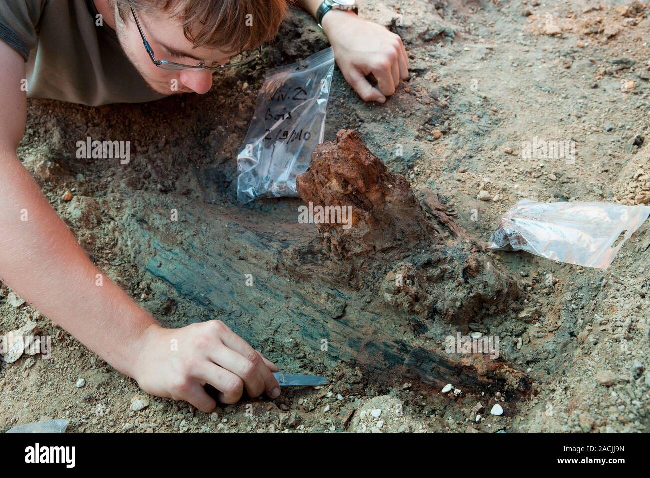 Palaeontological excavation. Palaeontologist excavating the fossilised ...