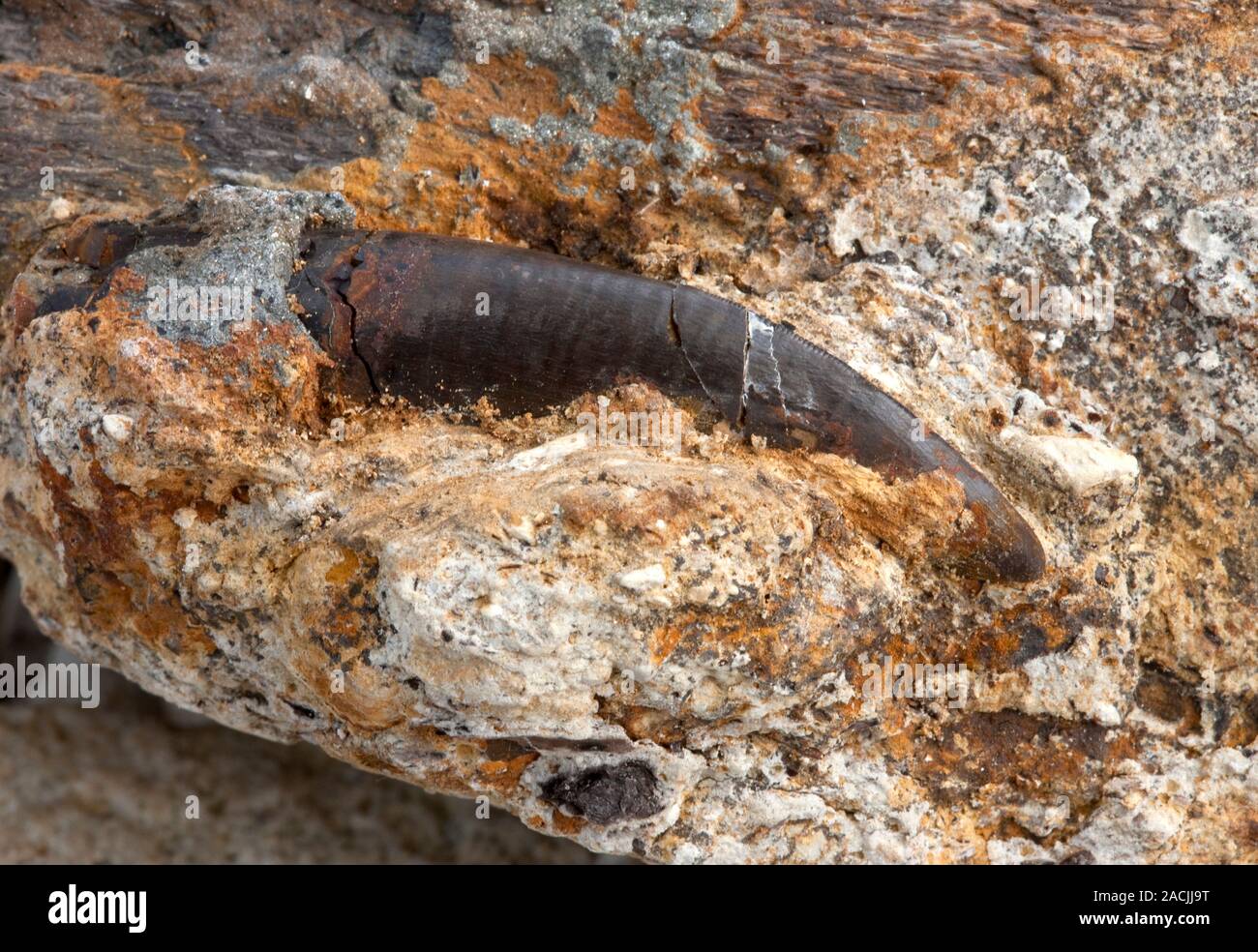 Fossilised dinosaur tooth. Fossilised tooth from a carnivorous theropod ...