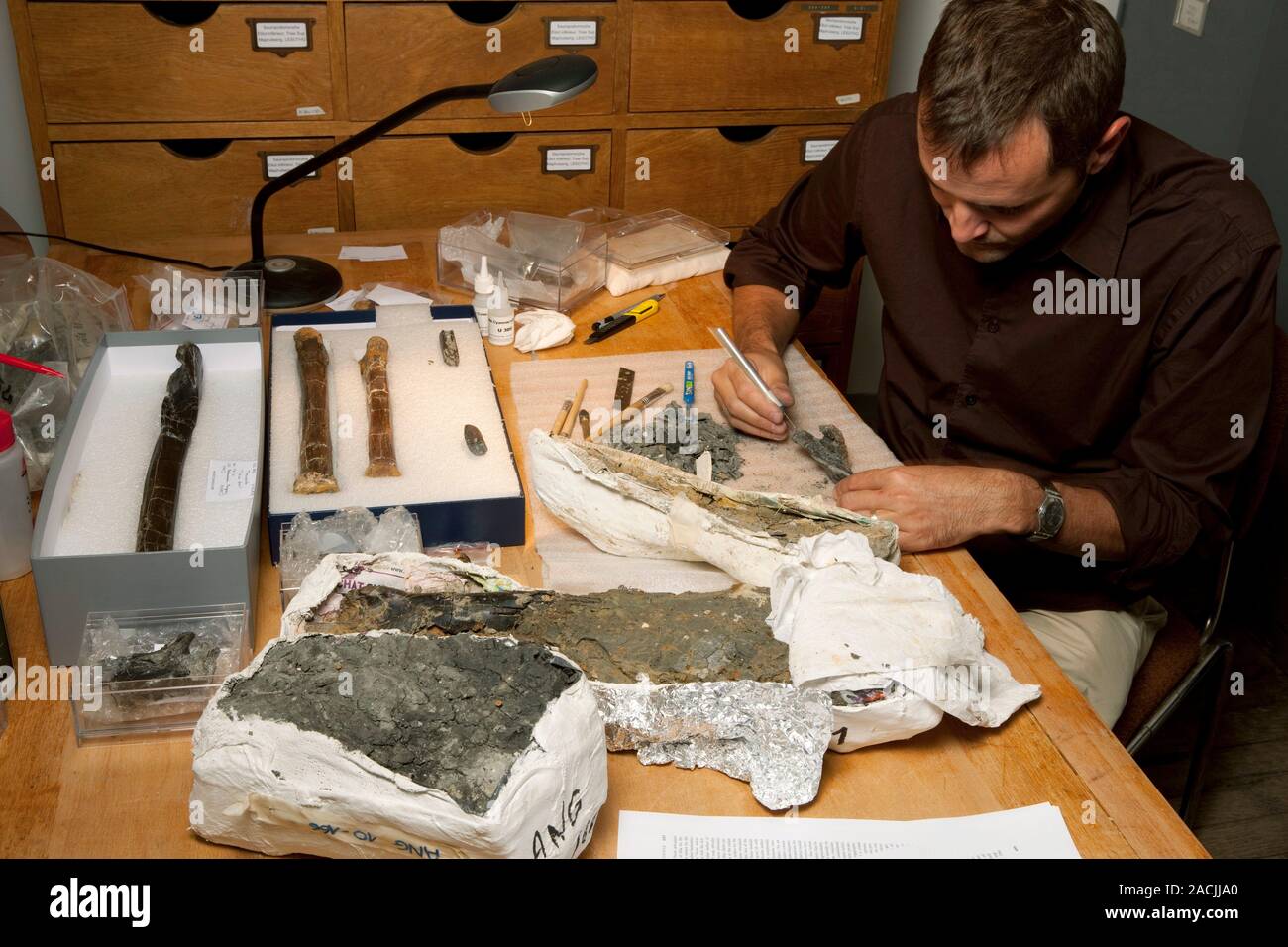 Fossil preparation. Palaeontologist removing dinosaur fossils from ...