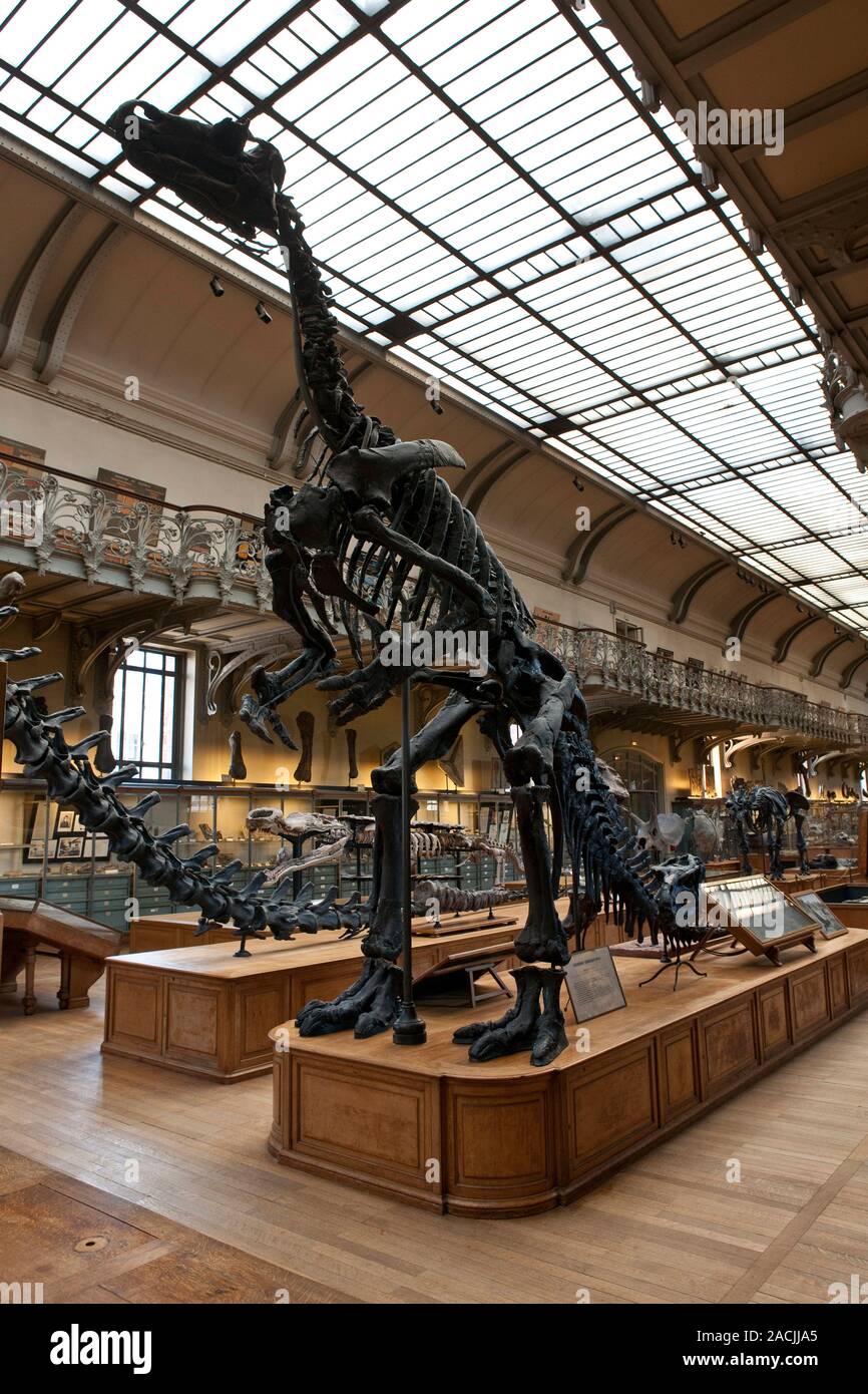 Natural history museum. Reconstructed skeleton of an Iguanodon ...