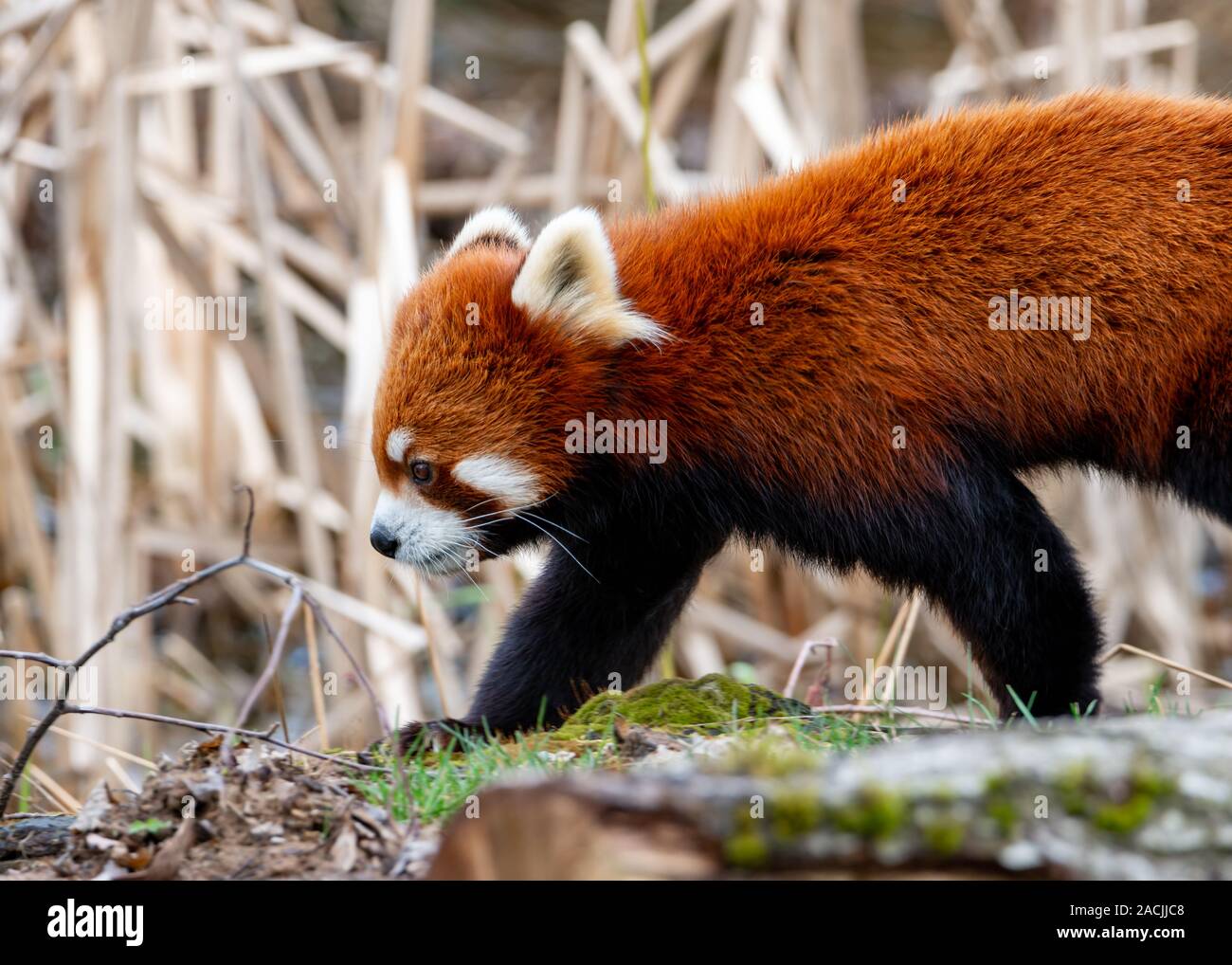 Red panda Looking for food Stock Photo - Alamy