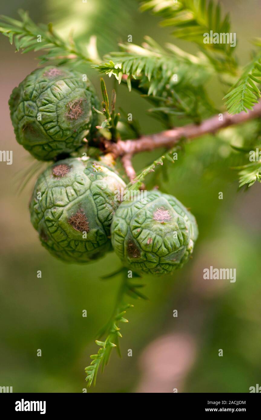 Bald Cypress (Taxodium distichum) seed pods. This tree is also known as Swamp Cypress Stock ...