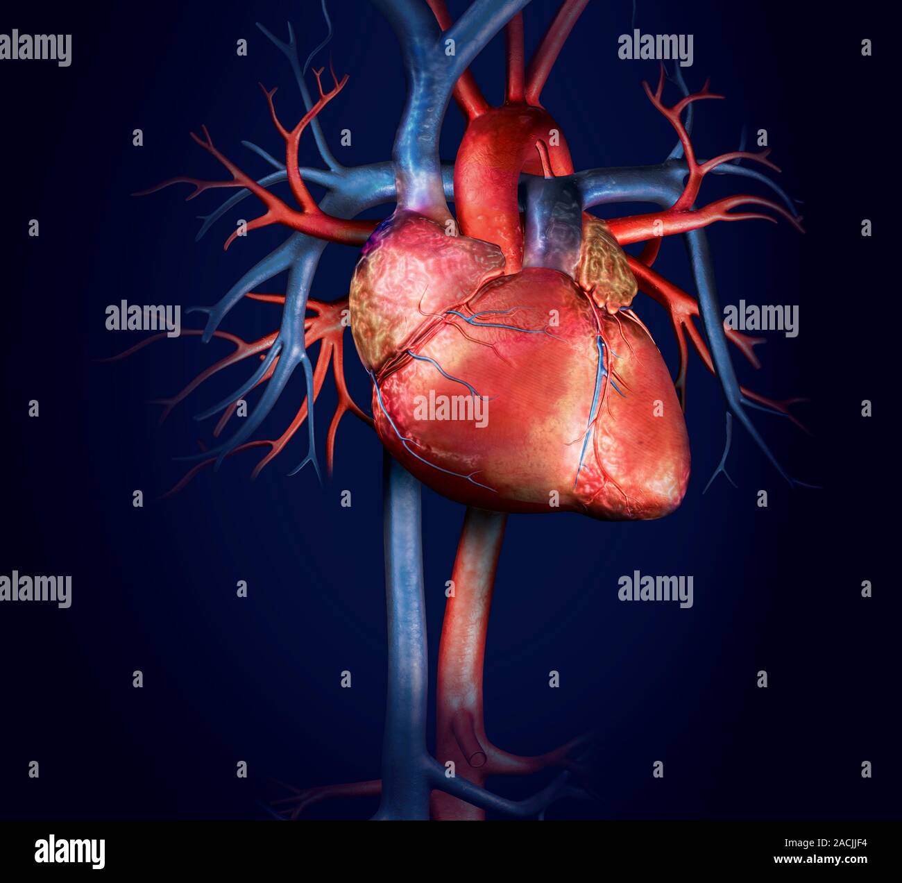 Human heart, computer artwork Stock Photo - Alamy