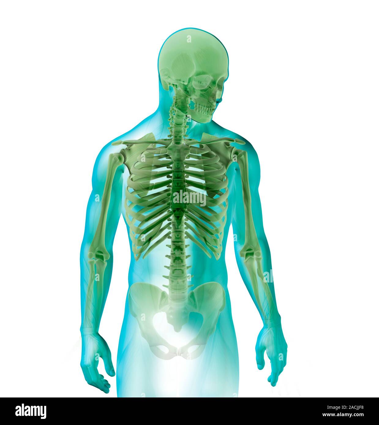 Human skeleton, computer artwork Stock Photo - Alamy
