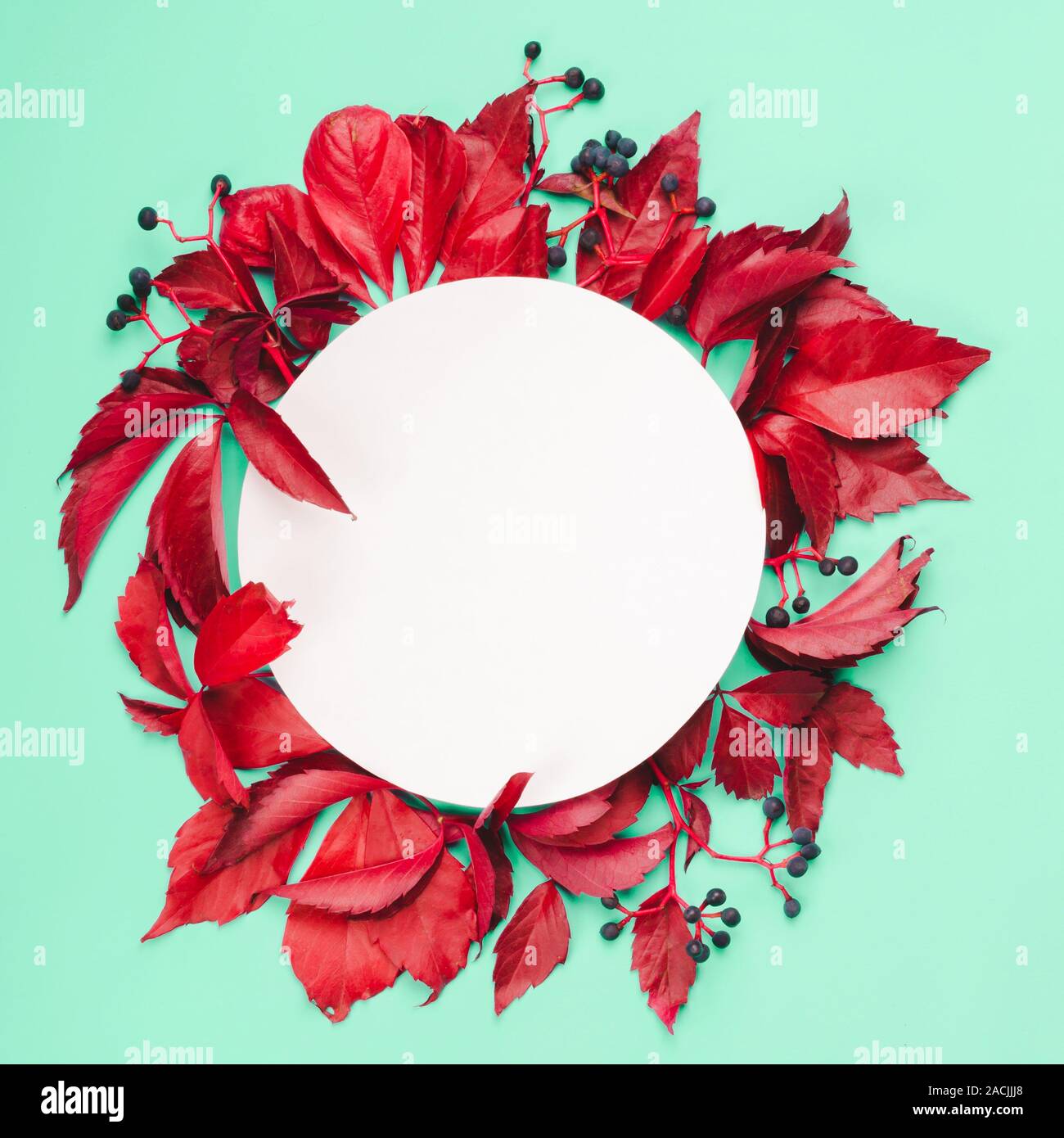 Red leaves and blue berries on mint background. Autumn frame, copy ...