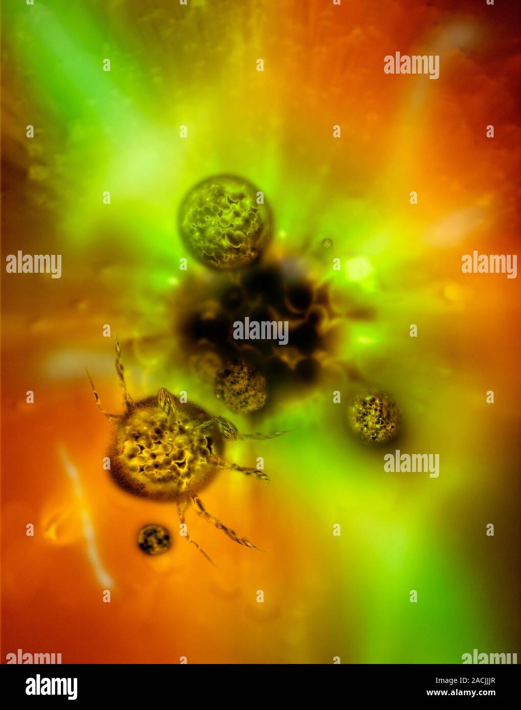 Viral infection. Image showing a virus (lower left) infecting the cells ...