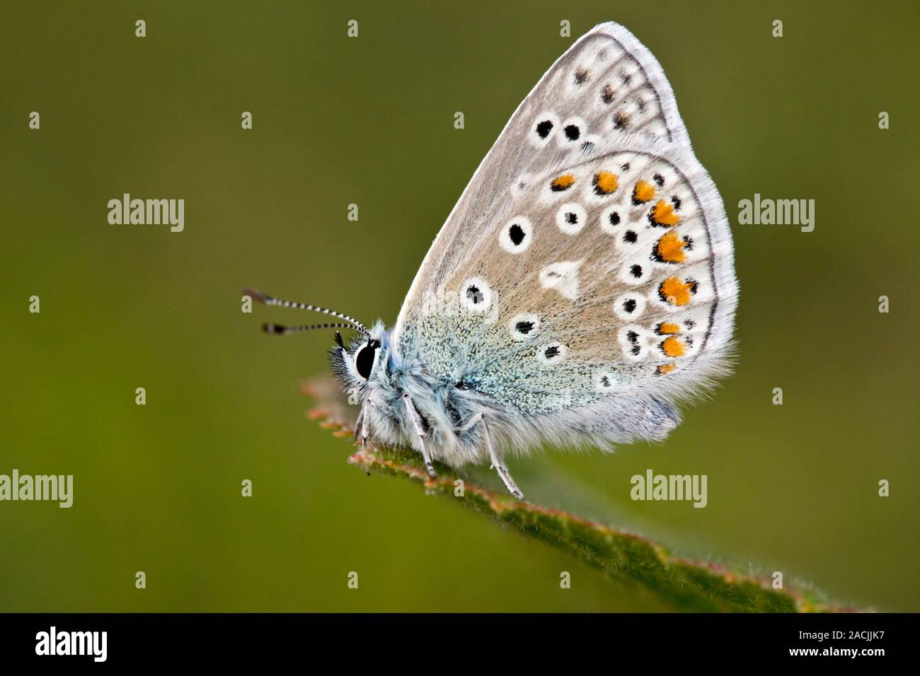 Common blue butterfly. Male common blue (Polyommatus icarus) on a leaf ...