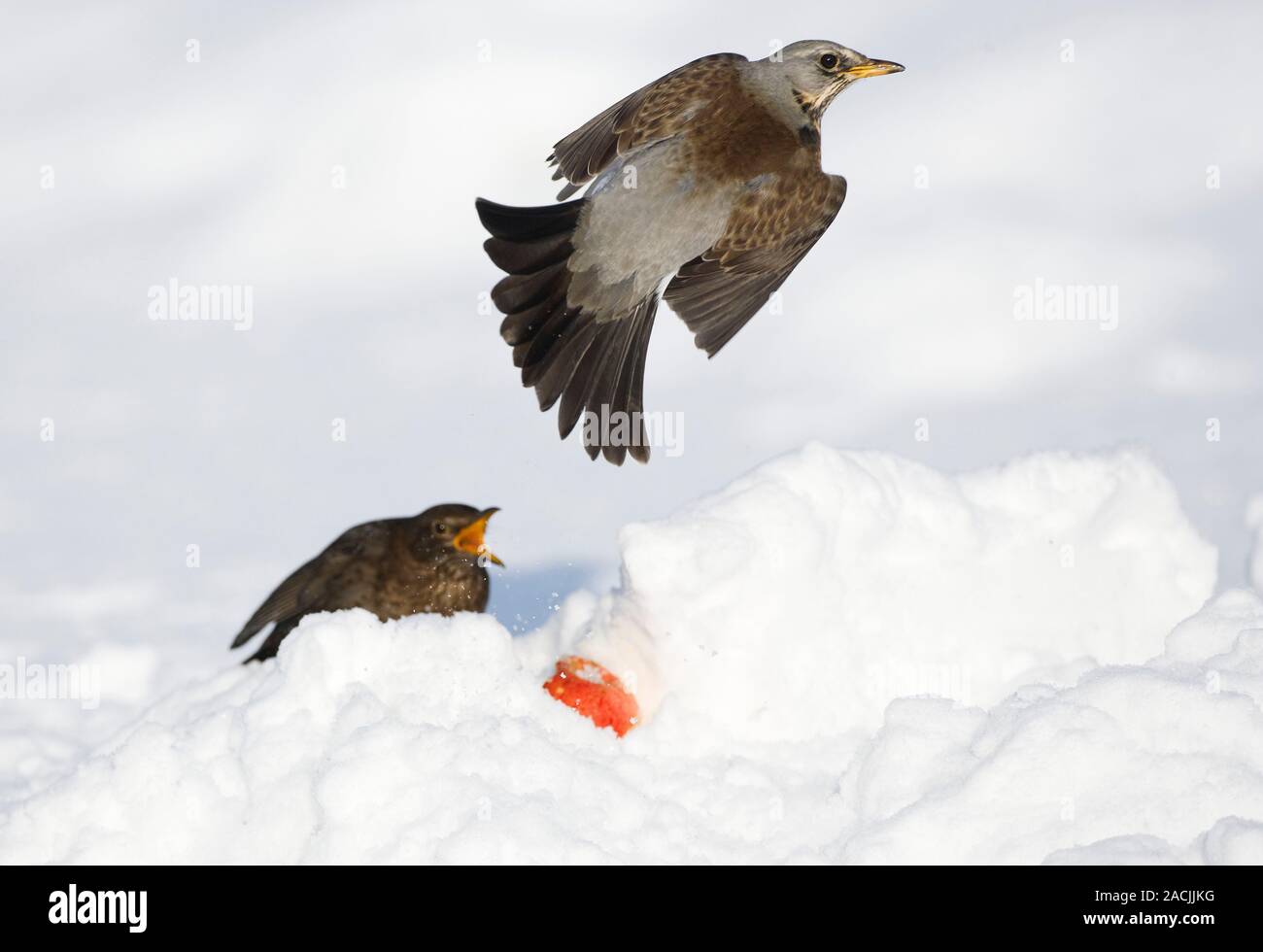 Fieldfare and blackbird in snow. Fieldfare (Turdus pilaris, top) flying ...
