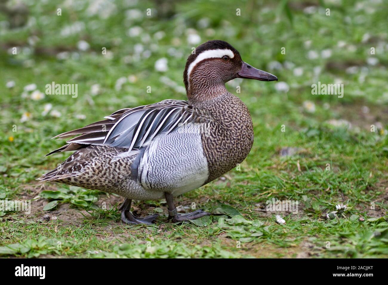 Male garganey on land. This small migratory dabbling duck breeds ...