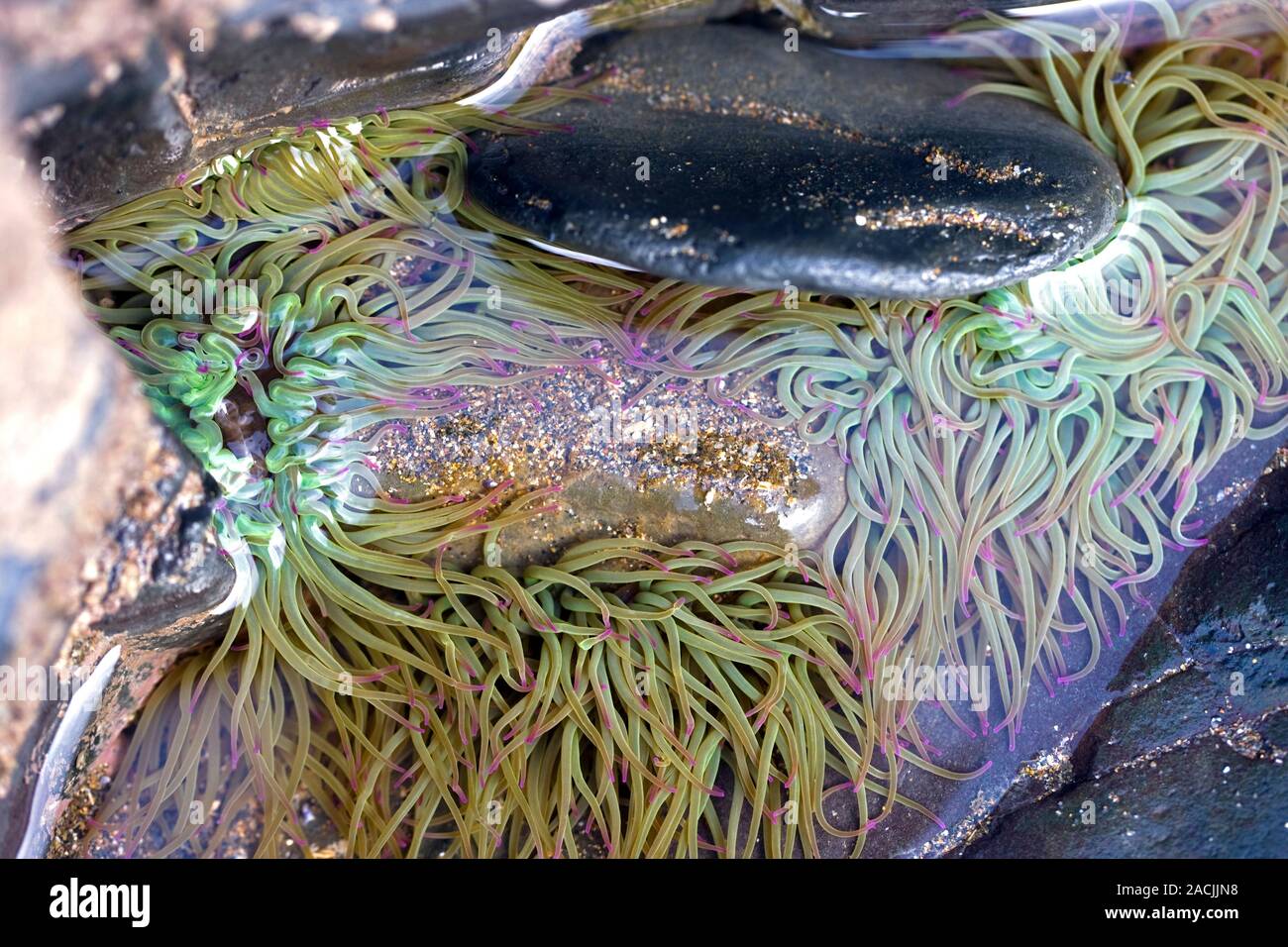 Rock pool with the green form of snakelocks anemones (Anemonia sulcata ...