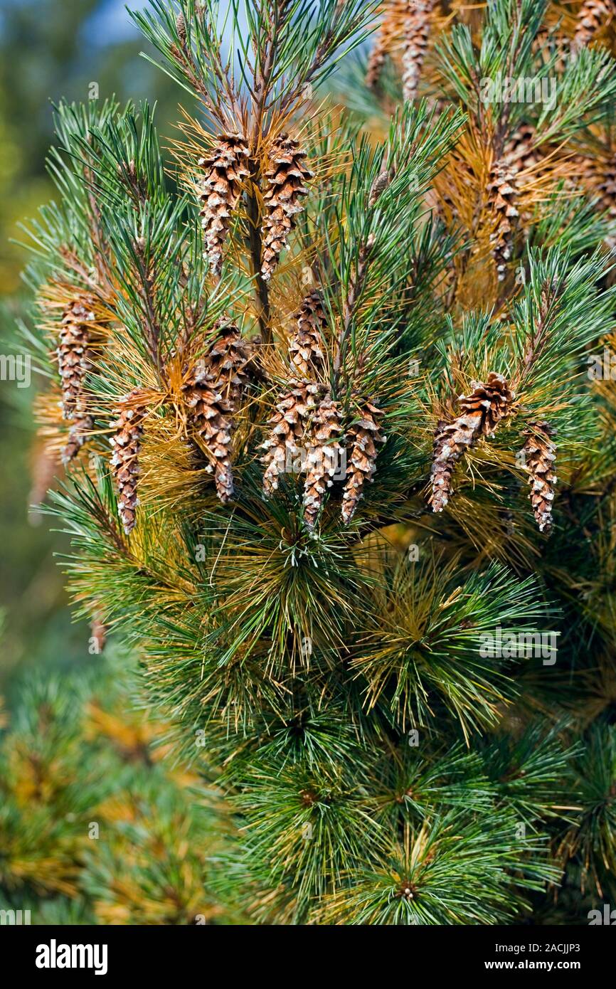 Pine (Pinus sp.) showing foliage and pine cones Stock Photo - Alamy