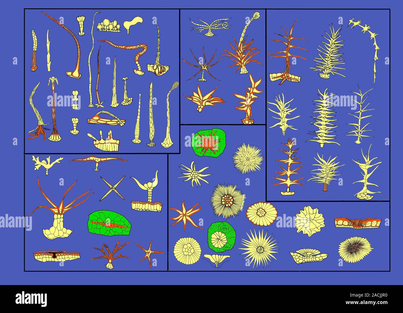 Illustration showing Trichomes and their functions Stock Photo - Alamy