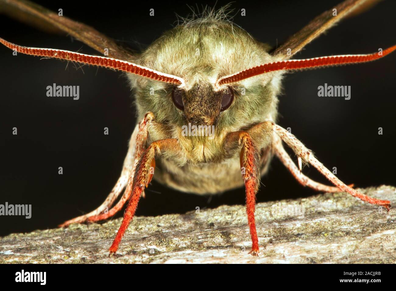 Lime hawk moth. Close-up of the head of a lime hawk moth (Laothoe ...