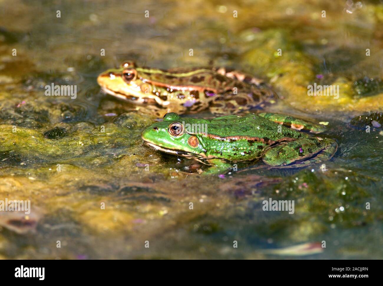 Marsh frogs (Rana ridibunda) in a pond. This frog is the largest in ...