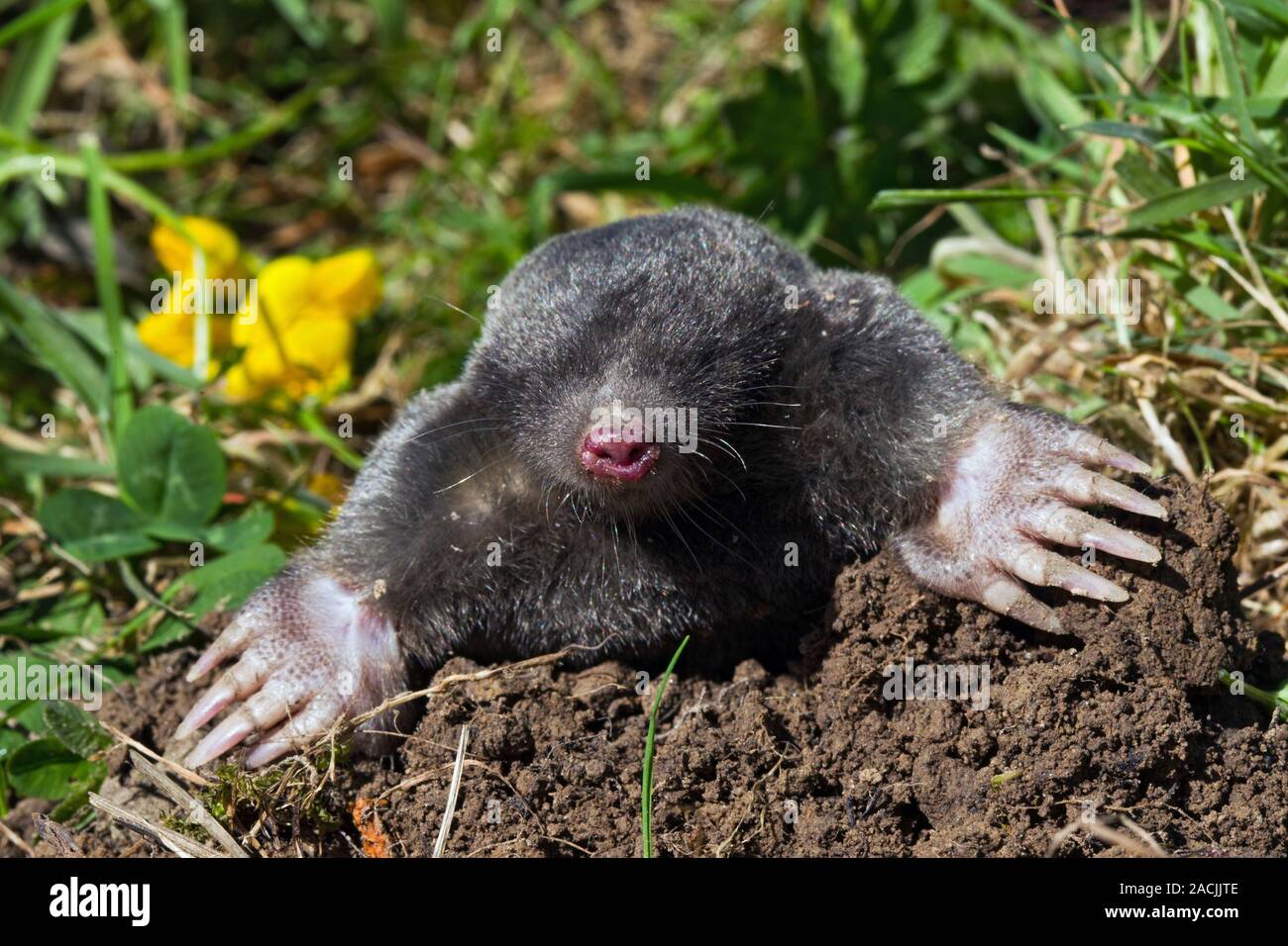 European mole emerging from its burrow. Photographed in Kent, UK Stock ...