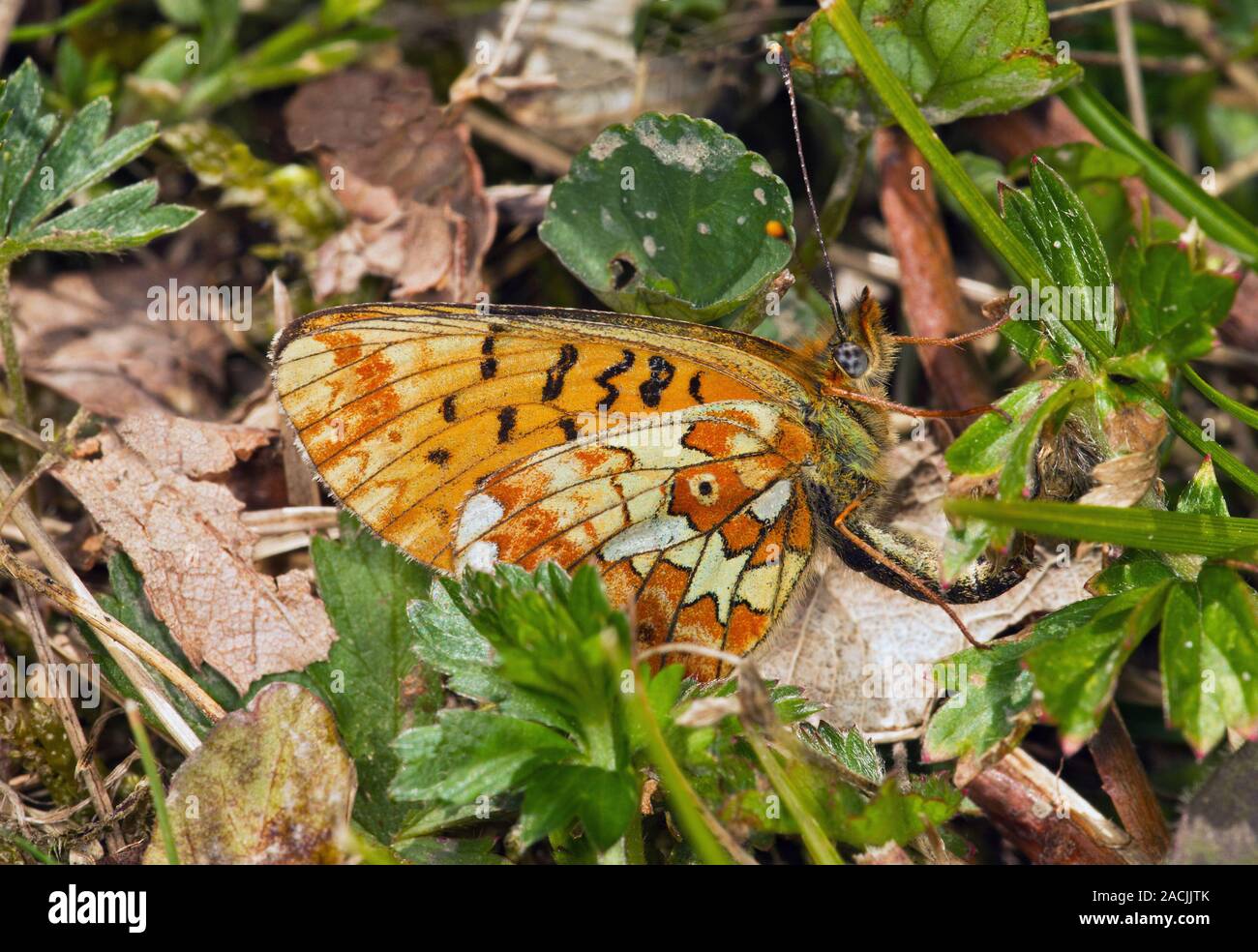Pearl-bordered fritillary (Clossiana euphrosyne) butterfly laying eggs ...