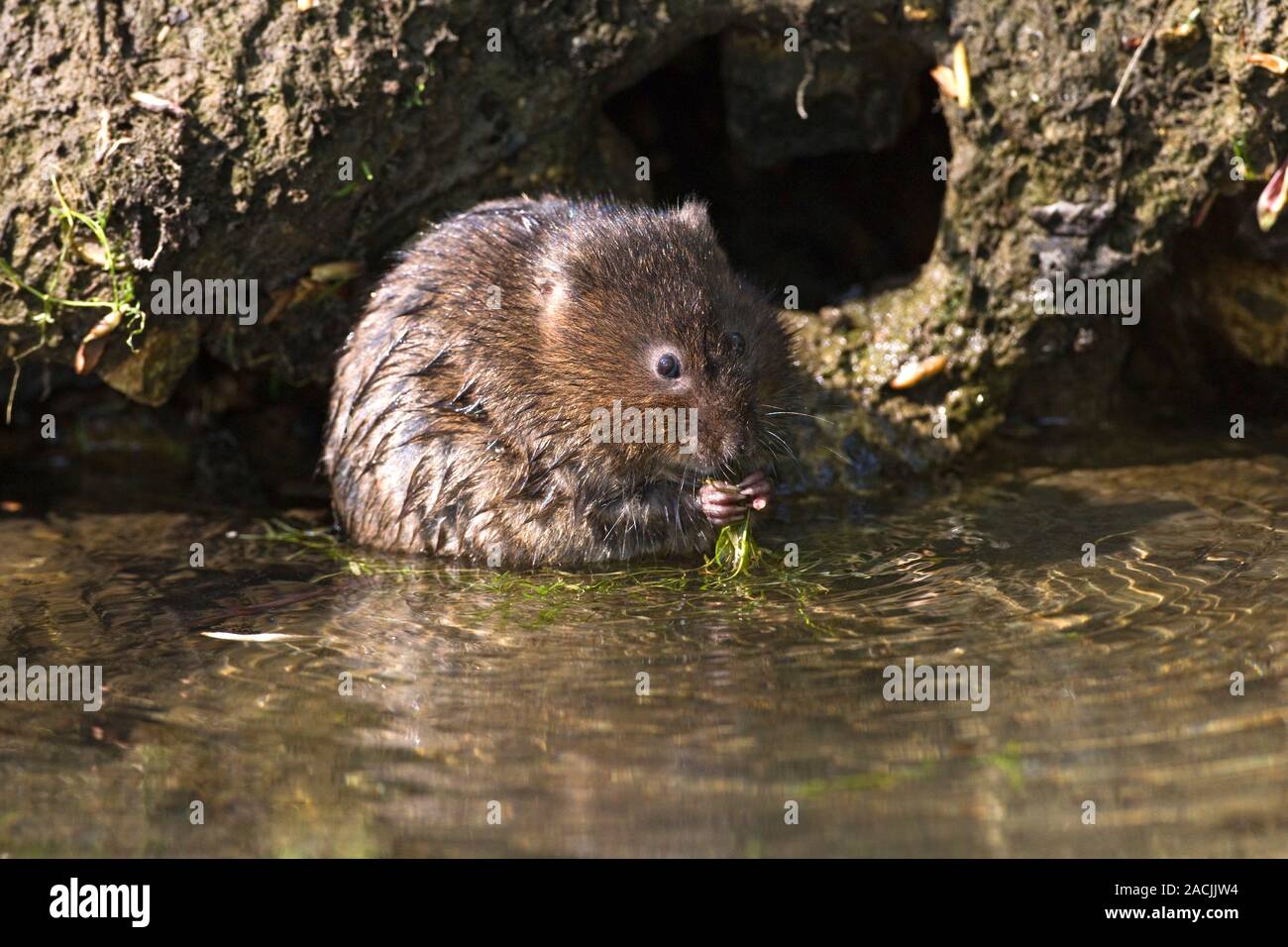 European water vole (Arvicola amphibius) feeding on pondweed. Water ...