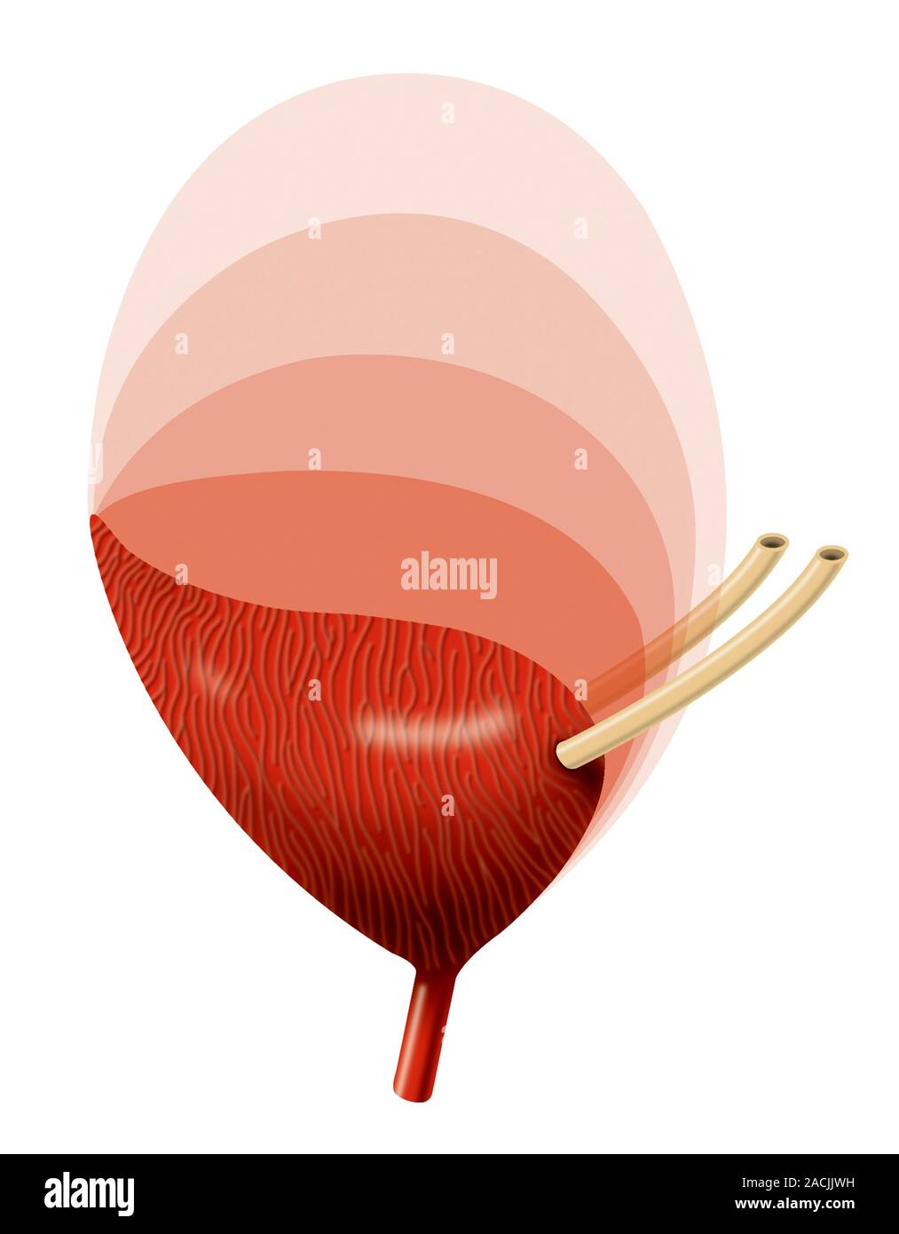 Bladder expansion. Sequential artwork showing the external structure of ...