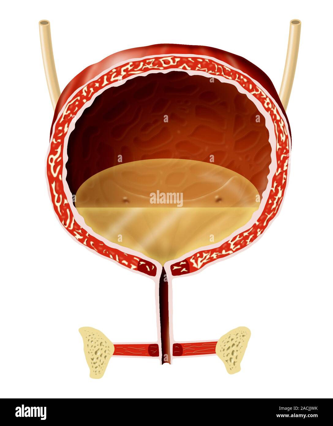 Bladder anatomy. Cutaway artwork showing the anatomy and internal ...