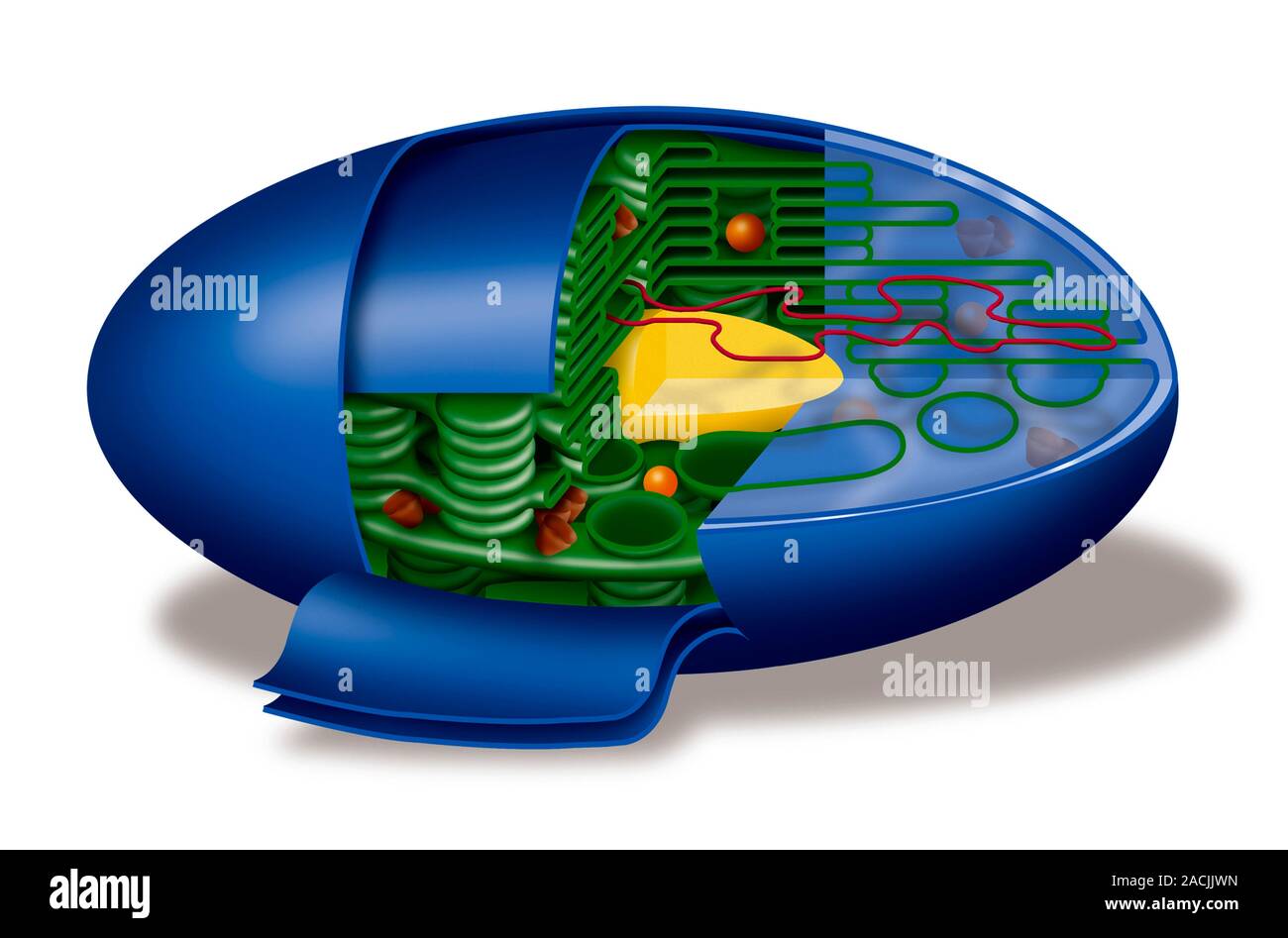 Chloroplast structures. Cutaway artwork showing the internal structure ...