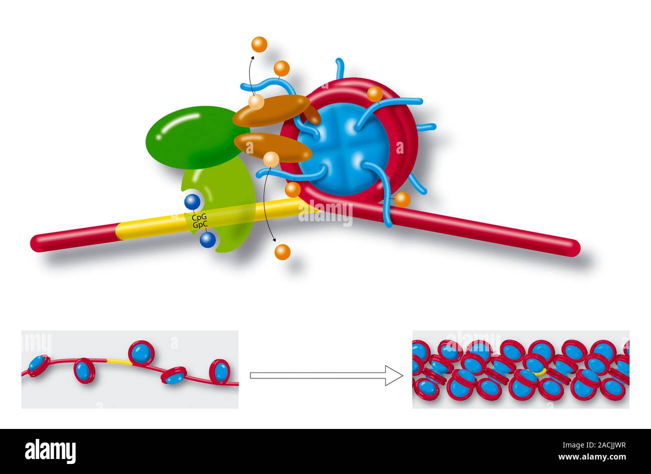 Chromatin structure, diagram. The main artwork shows various molecules ...