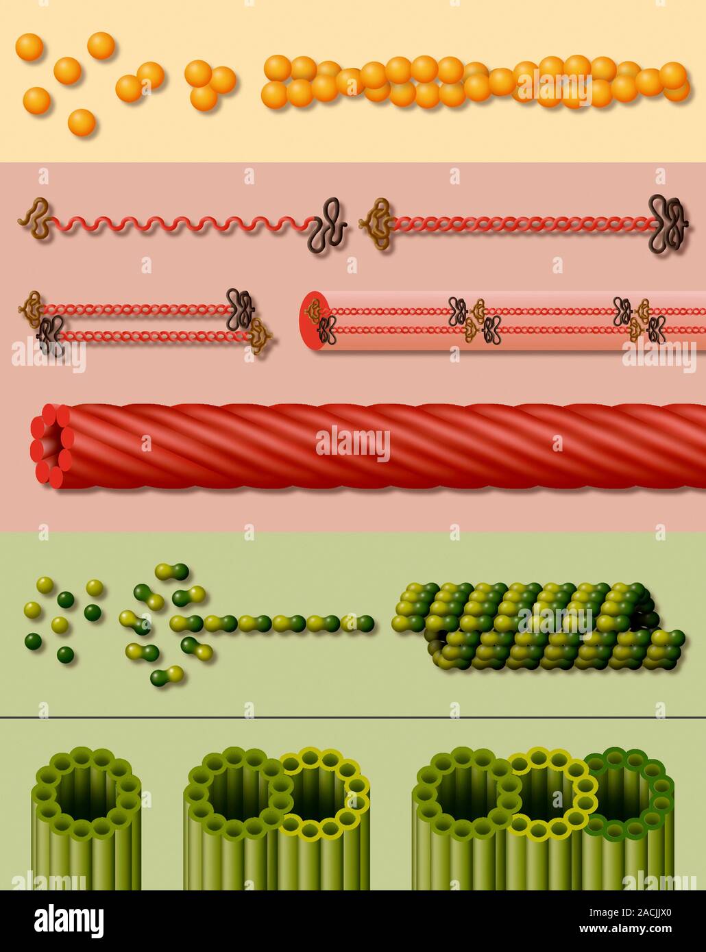 Cytoskeleton components, artwork. Three main components of the ...