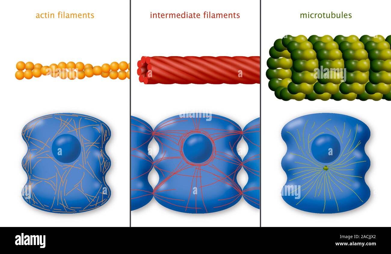 Cytoskeleton components, diagram. The cytoskeleton is the internal ...