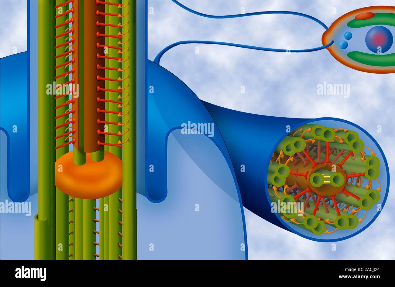 Eukaryotic flagellum structure. Cutaway artwork showing the internal ... Eukaryotic flagellum structure. Cutaway artwork showing the internal ...
