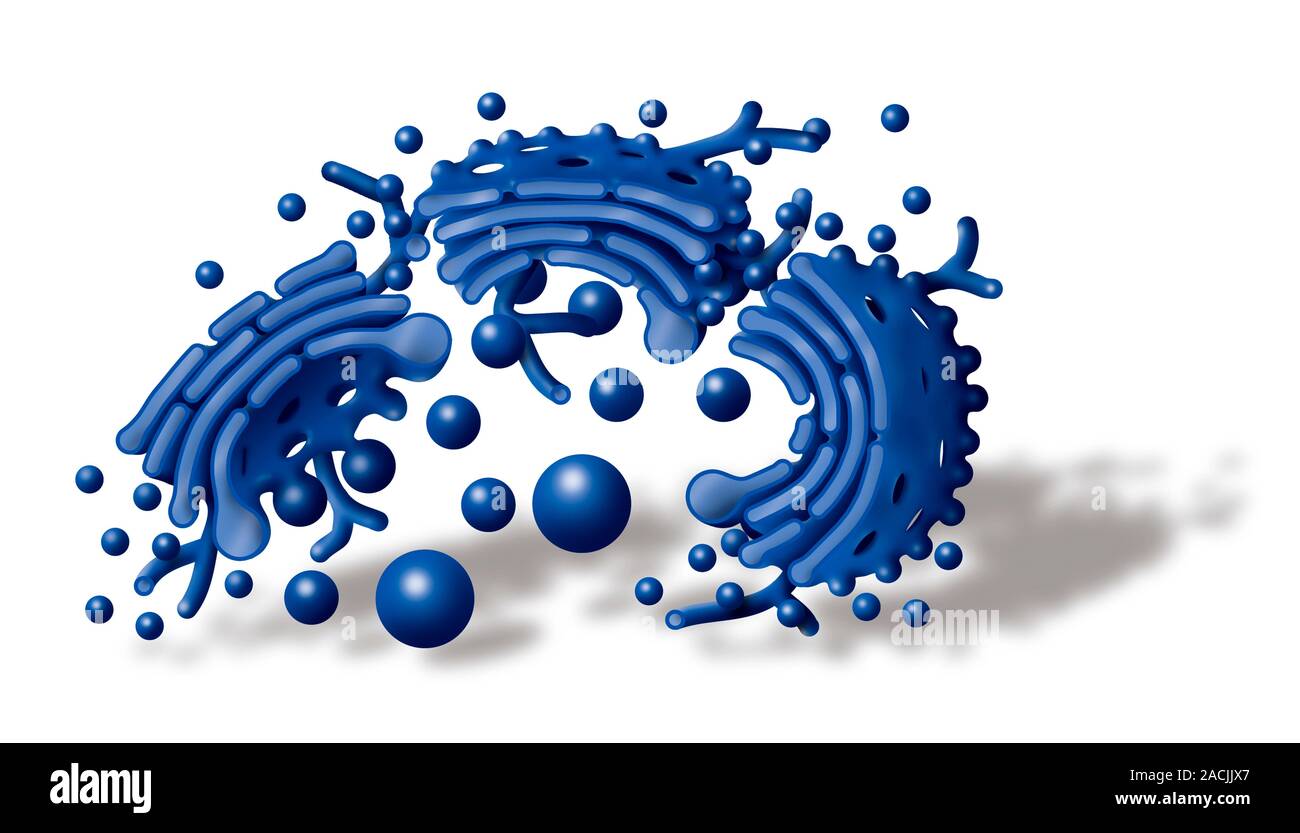 Golgi apparatus, artwork. This structure is an organelle found within ...
