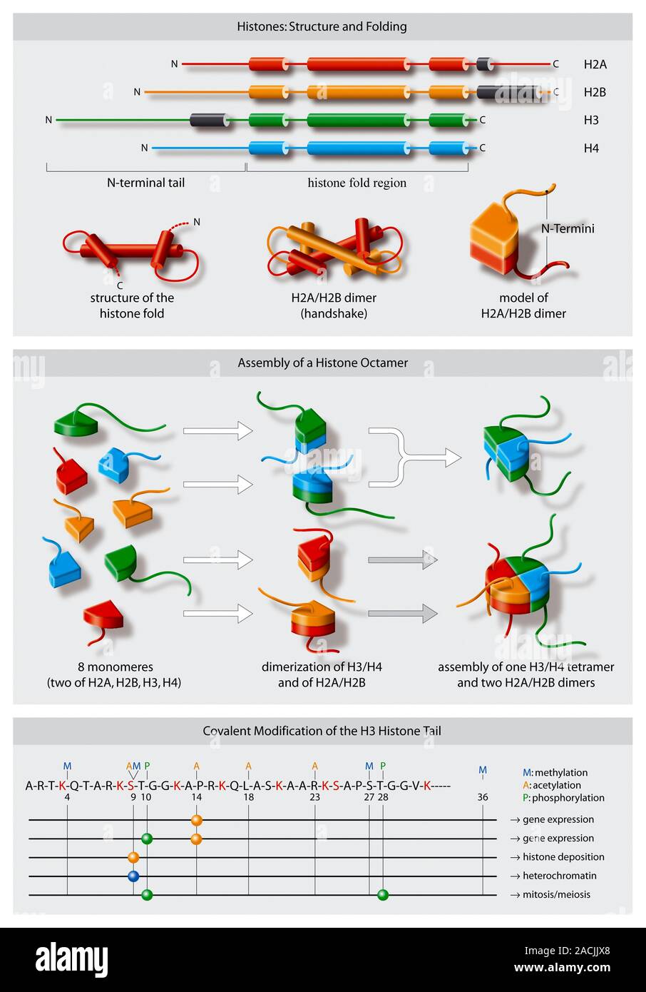 Histone structures, diagram. Histone cores are cylindrical structures ...