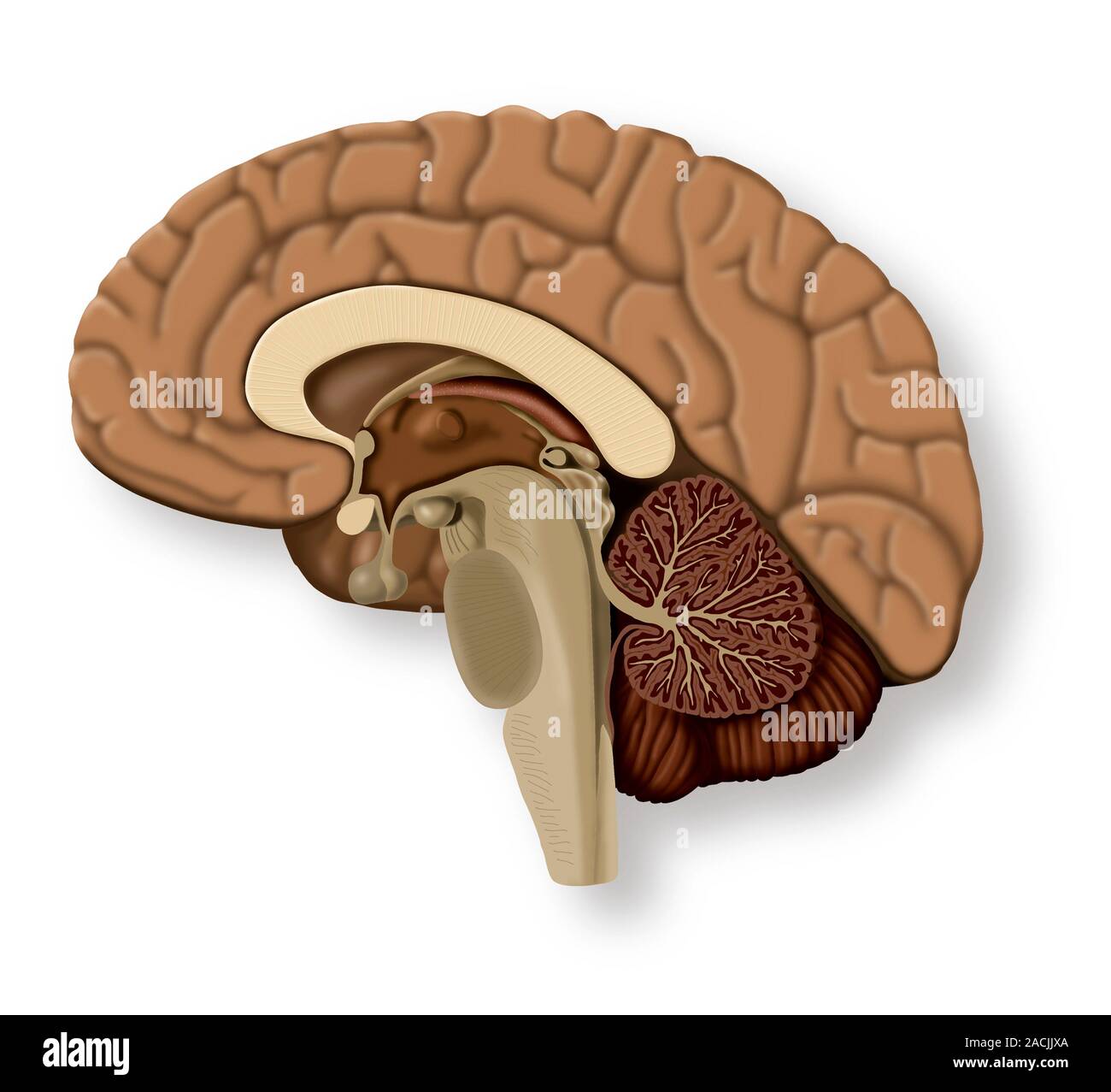 Human brain anatomy. Artwork of a sagittal section through the mid ...