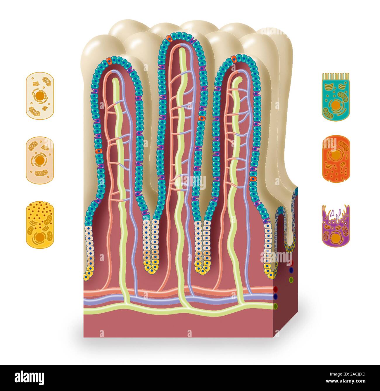 Intestinal villi anatomy. Artwork showing six types of cell found on ...