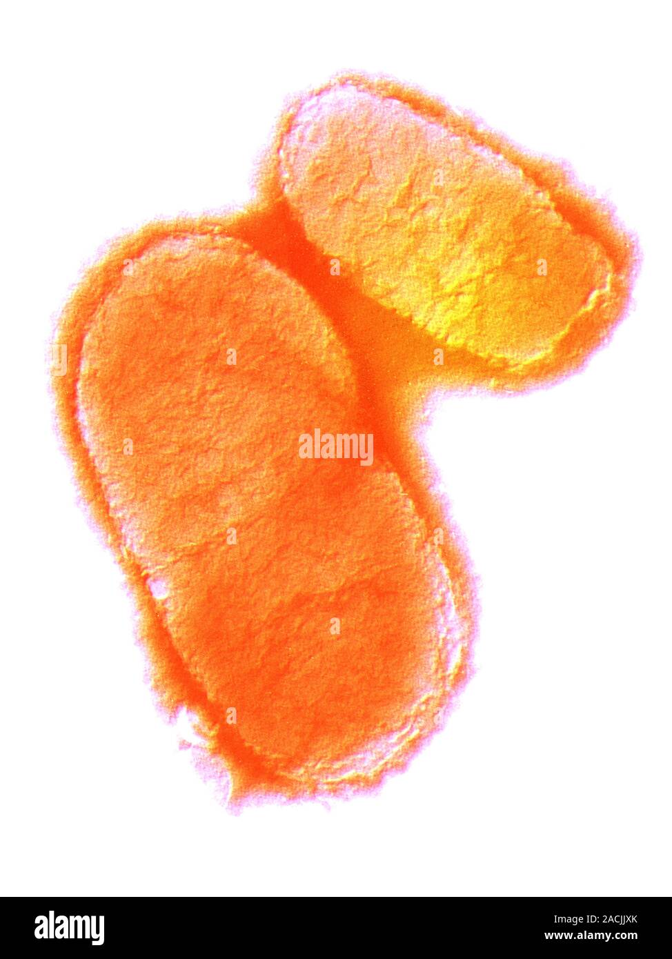 Escherichia coli bacteria, coloured transmission electron micrograph ...