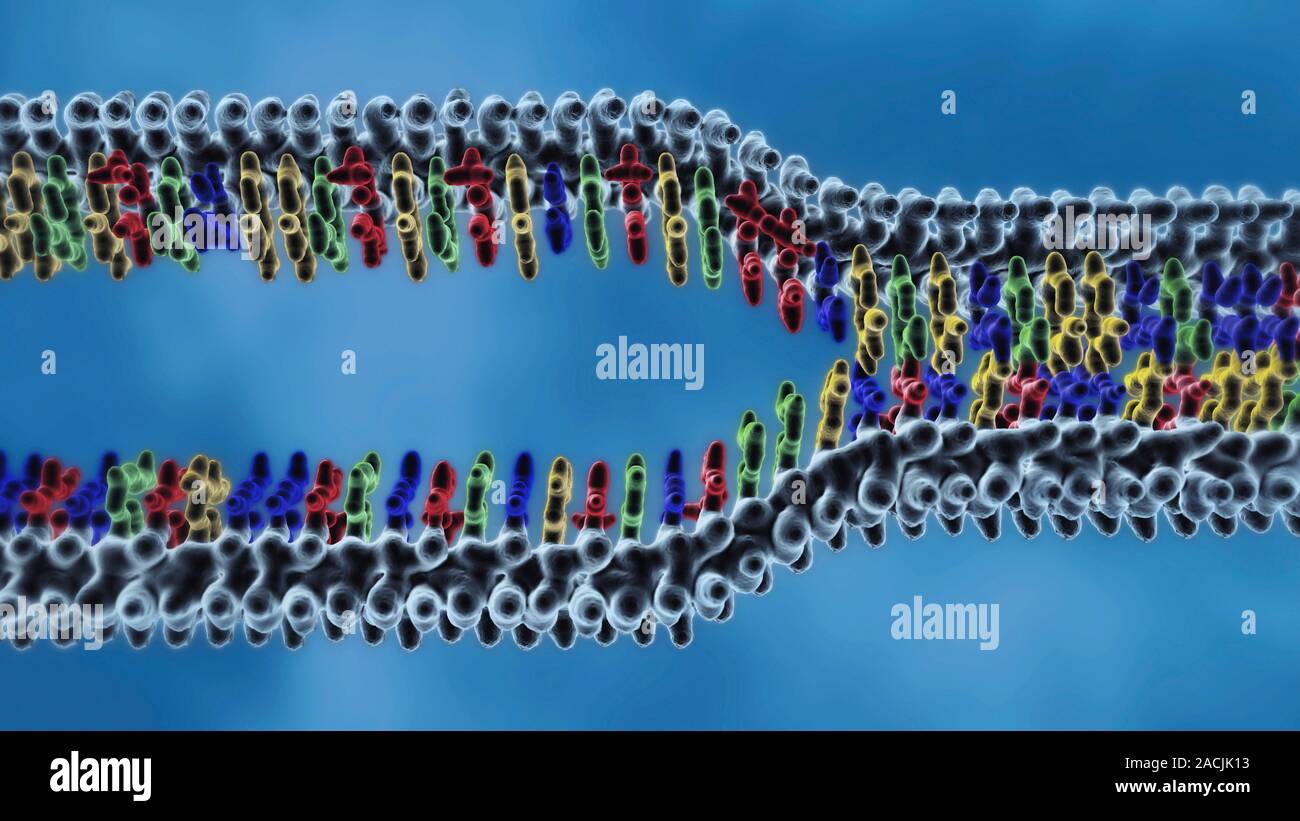 DNA replication. Computer artwork of a DNA (deoxyribonucleic acid ...