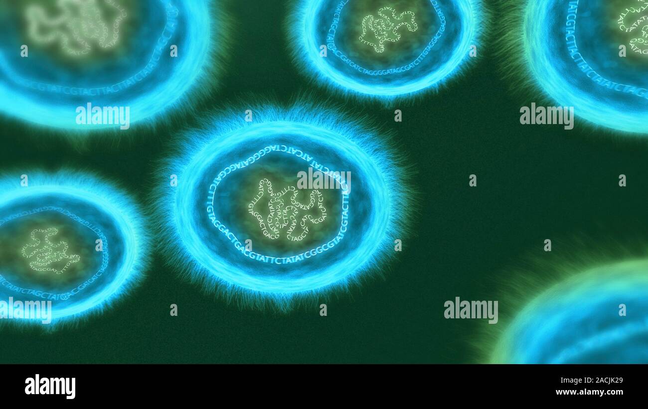 Bacterial DNA, conceptual computer artwork. Bacterial cells containing ...