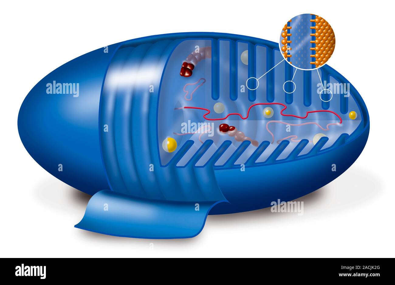 Mitochondrion. Cutaway artwork showing the internal structure of a ...