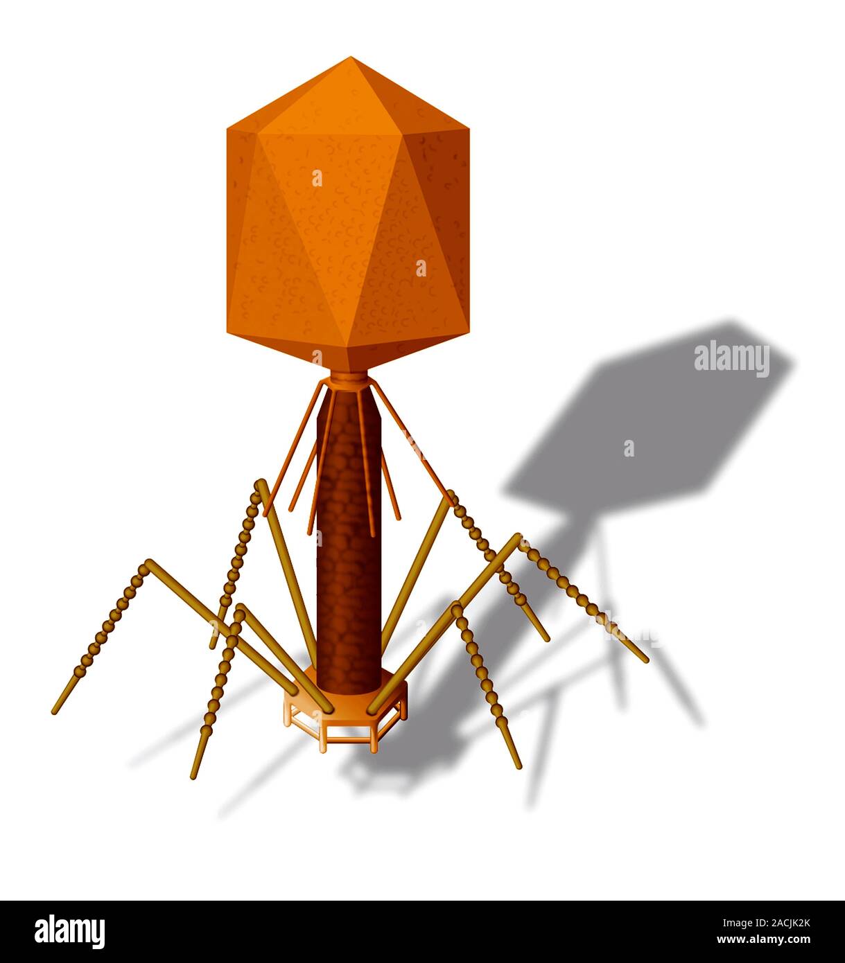 T4 bacteriophage, artwork. A bacteriophage, or phage, is a virus that ...