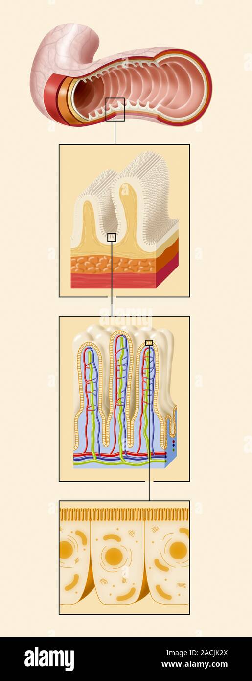 Small intestine structures. Artwork sequence of magnified views of the ...