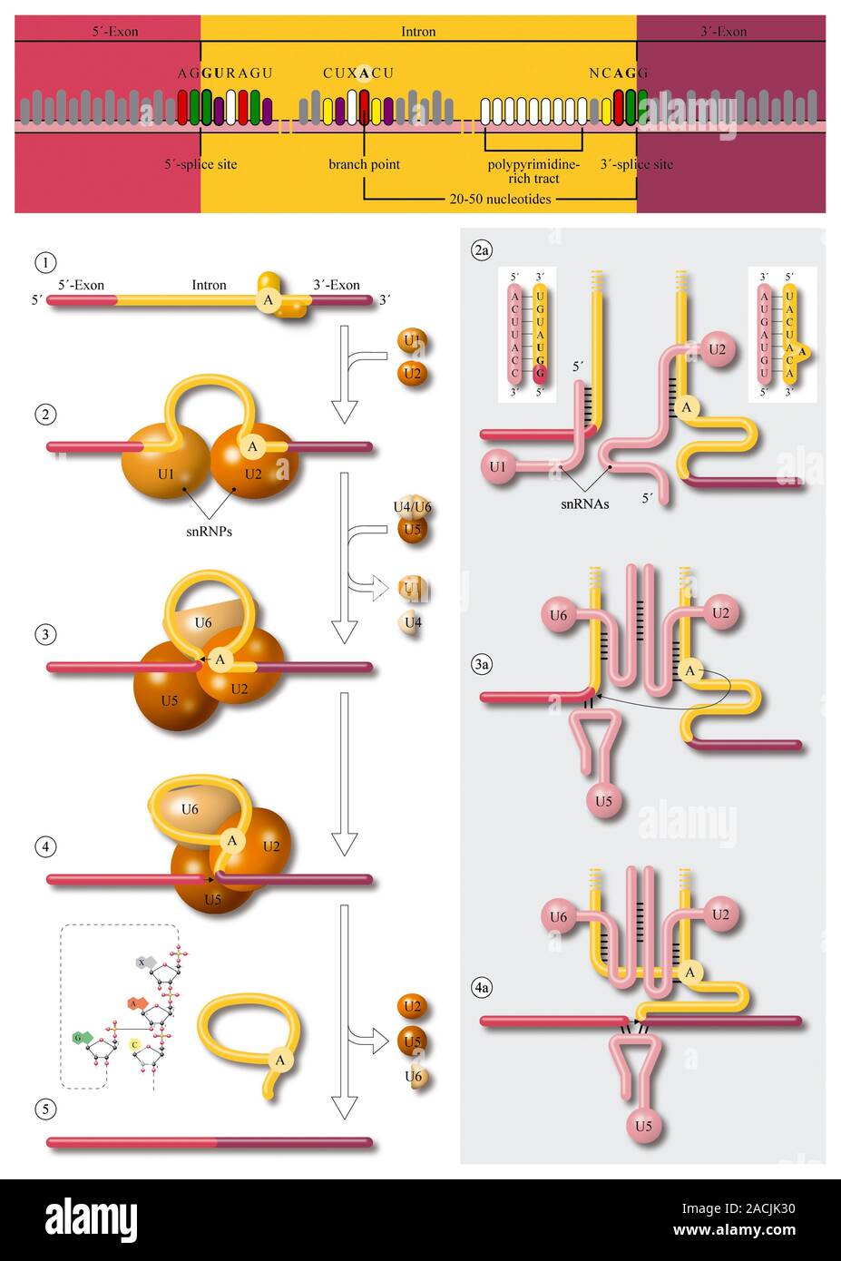 Gene splicing. Diagram showing eight stages involved in gene splicing ...