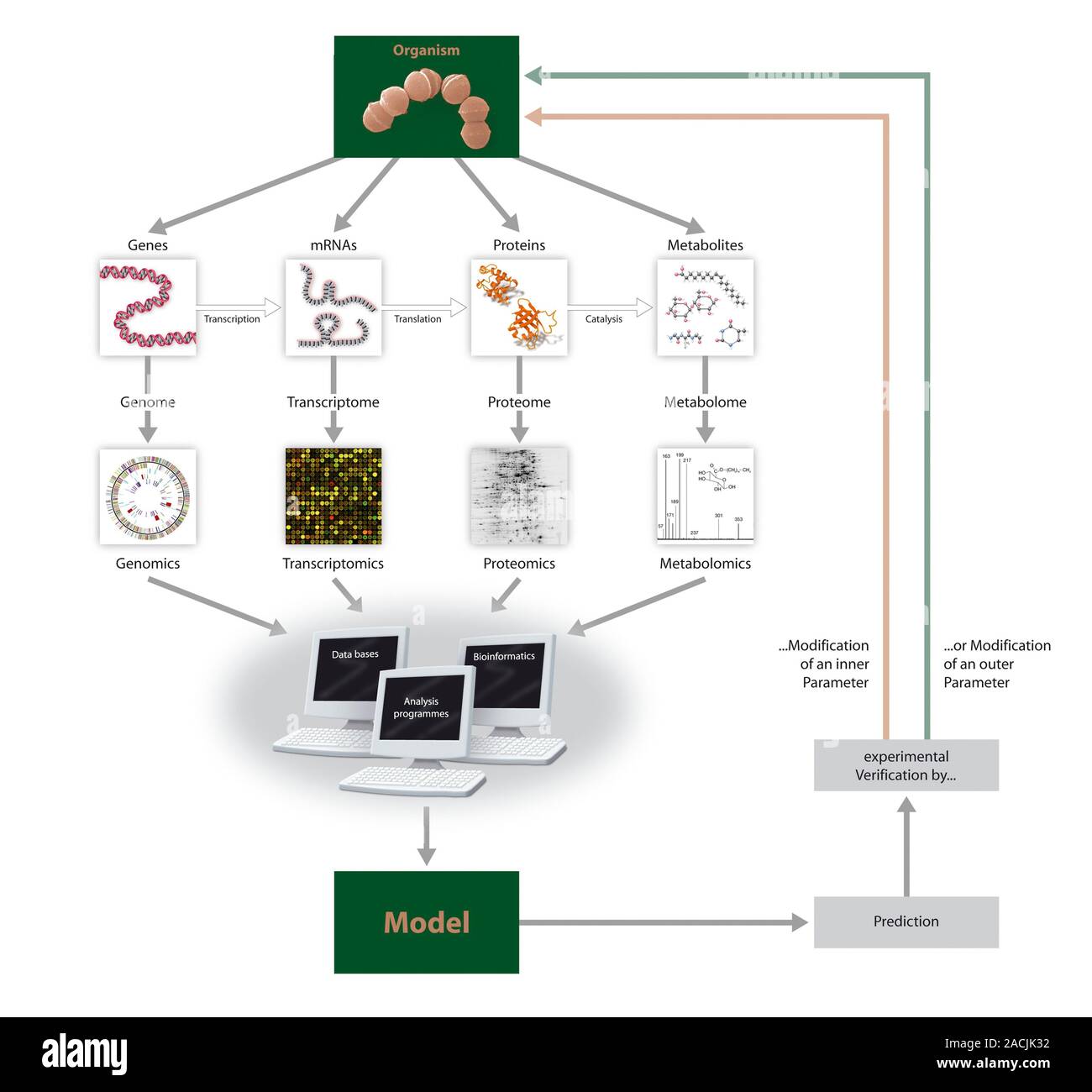 Systems biology. Flow chart showing various biology disciplines and how ...