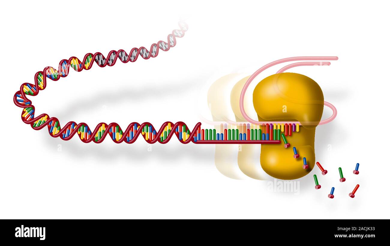 Telomere and telomerase. Artwork showing the mechanism by which the ...
