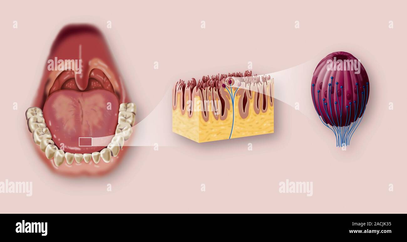 Tongue anatomy. Artwork sequence of magnified views of the human mouth ...