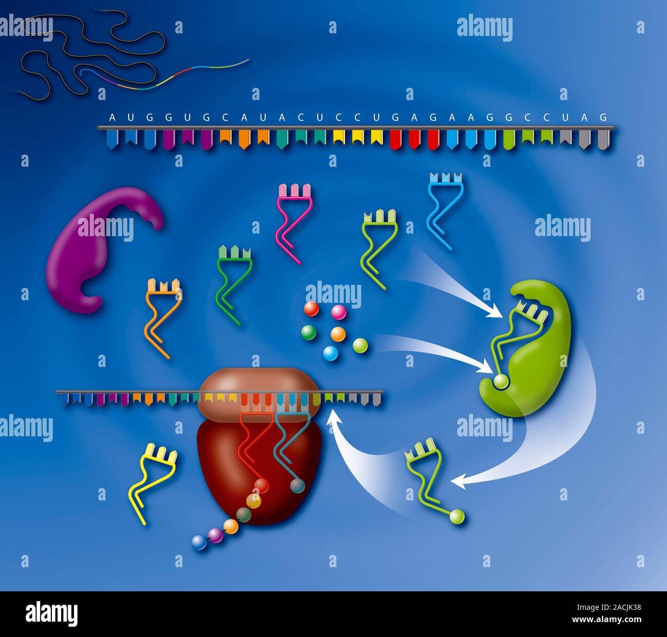 Protein translation. Artwork showing the process of translation, the ...